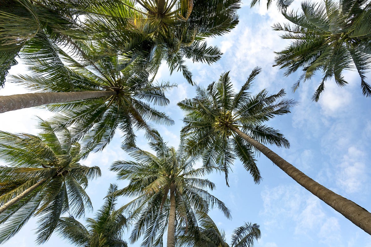Everything You Need To Know About Palm Trees | by Cp & Sons Tree ...
