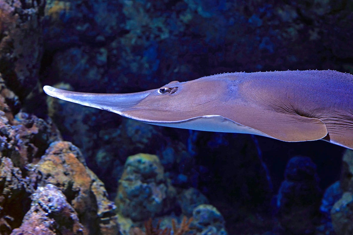 Reconstructing Batoid phylogeny from DNA with Python and IQ-Tree (part ...