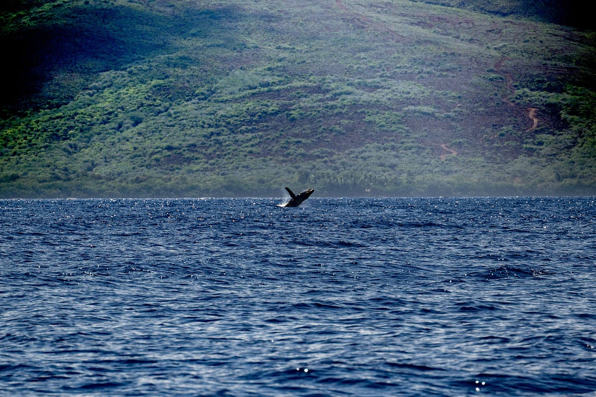 Breaching Vastness. A Poem of a Whale and a Moment of Awe | by Erika ...