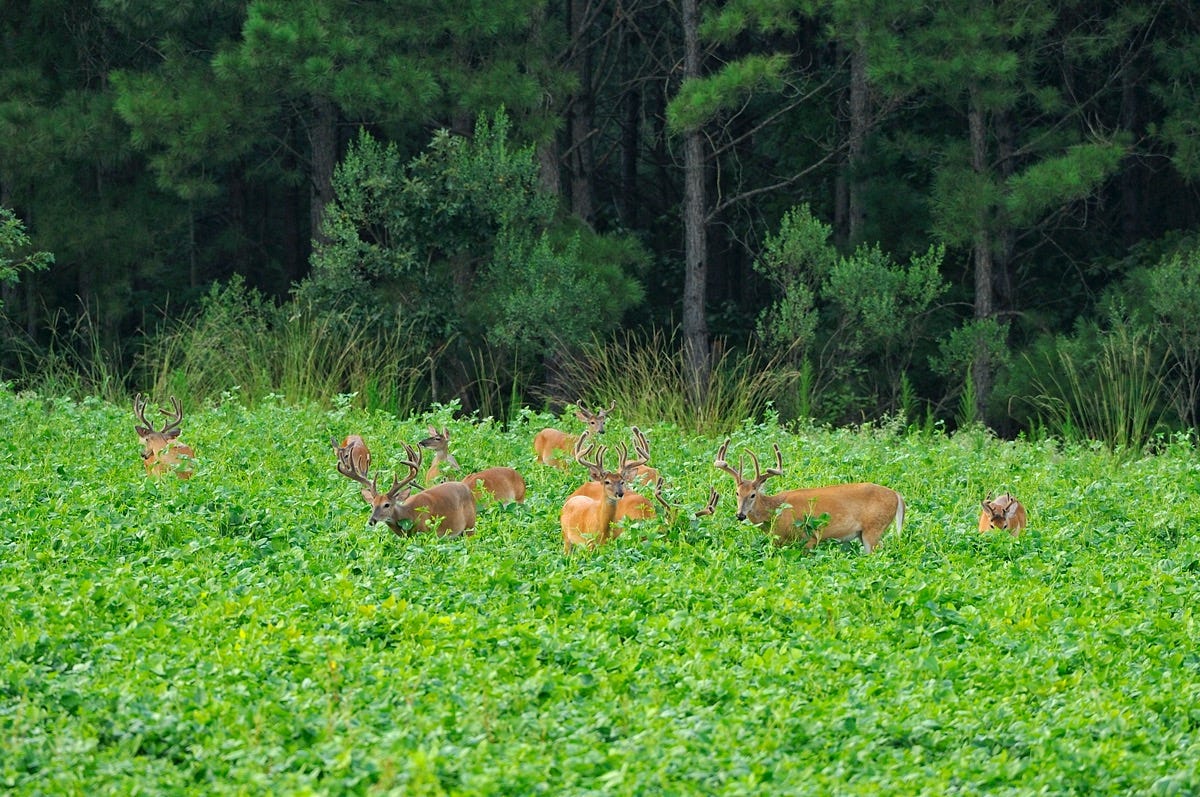 Can Land Management Preserve The White-Tailed Deer Herd In Wisconsin ...