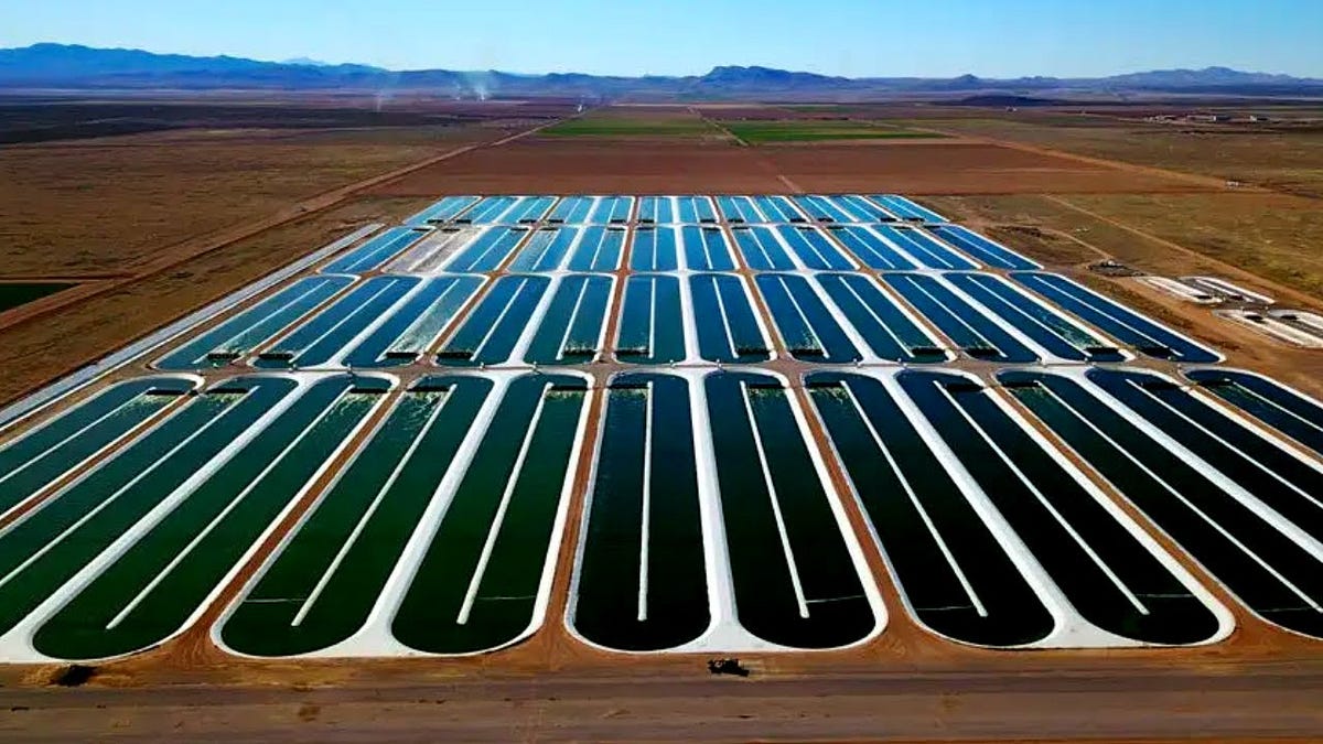 How Algae Farming Can Make A Difference | by junoh kim | Medium