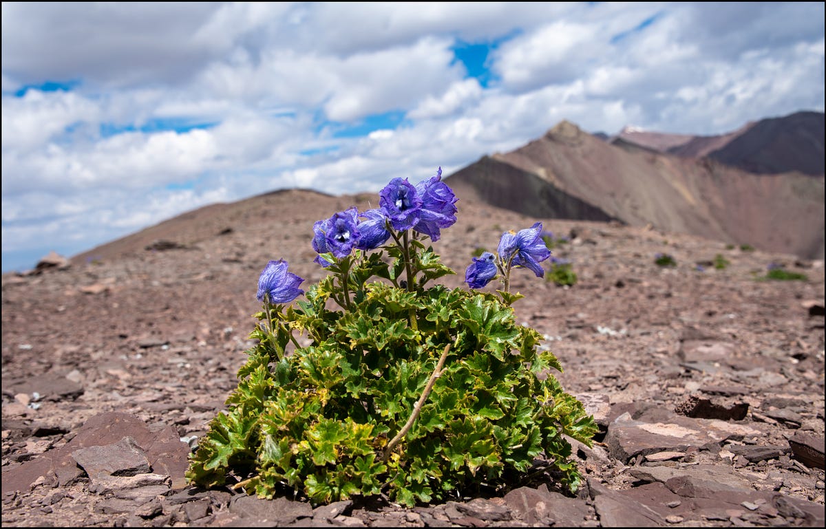 Larkspur and resilience…. Larkspur, ones that take to the higher… | by ...
