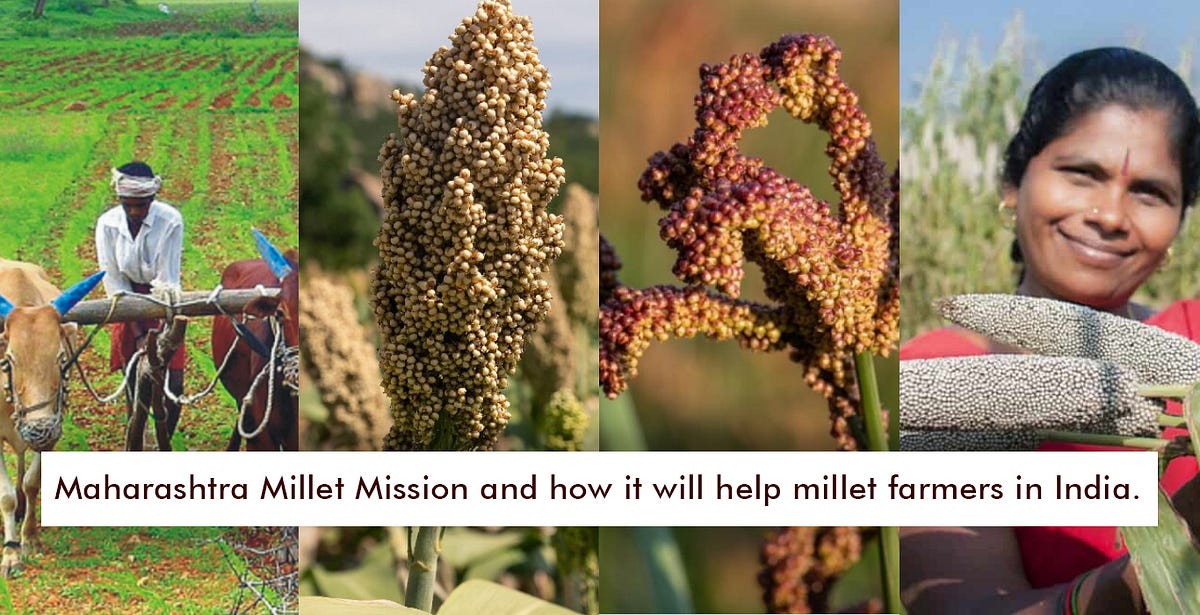 Maharashtra Millet Mission and how it will help millet farmers in India ...