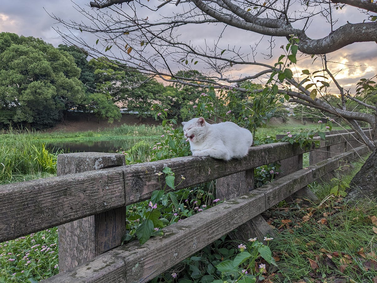 How To Shoot Stray Cats In Japan | Globetrotters