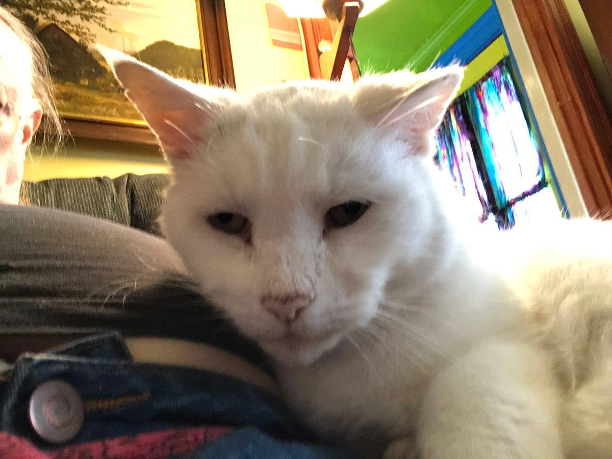 Meet Moe. He’s no Stooge | by Robyn Sinead Sheppard | Medium