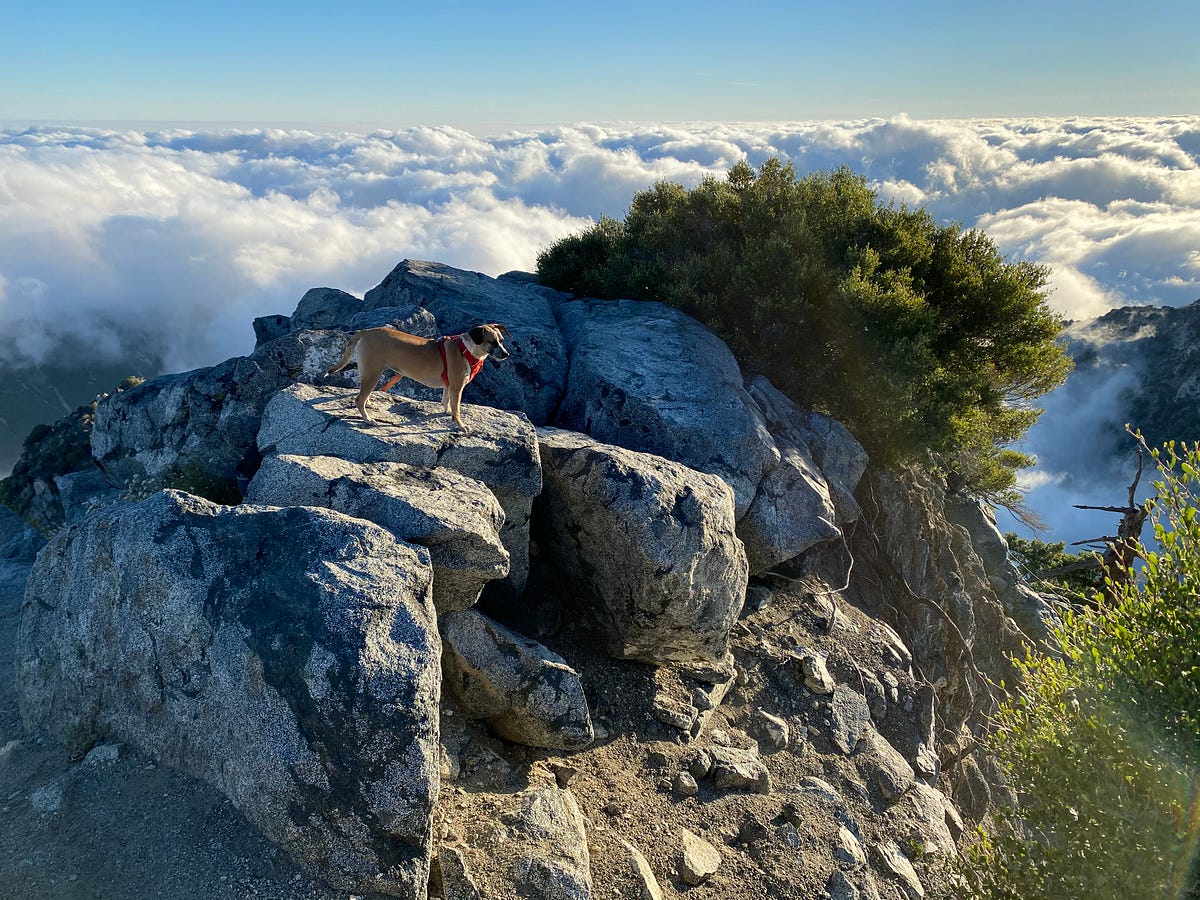 The Hiking Dog and the Fire. On a weekend in late April, Los Angeles ...