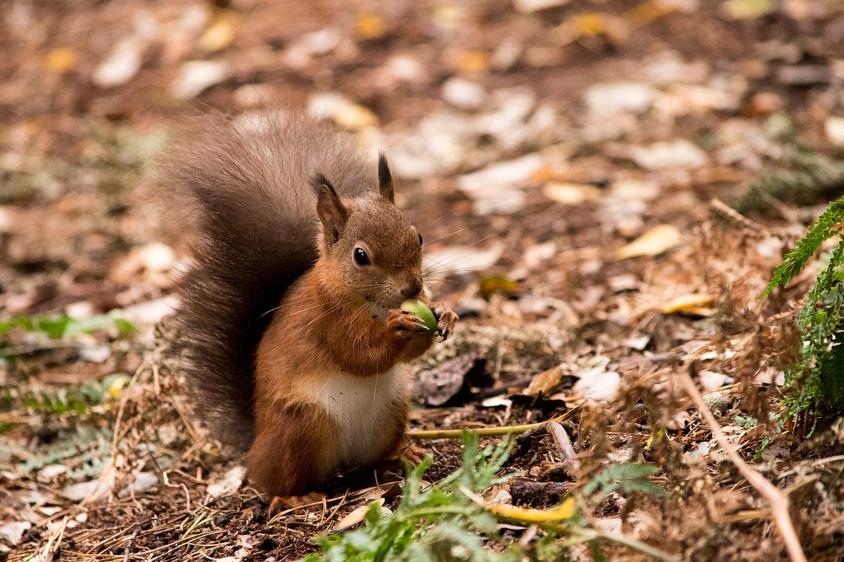 4 Of my Favourite British Animals to Photograph | by AG Nature ...