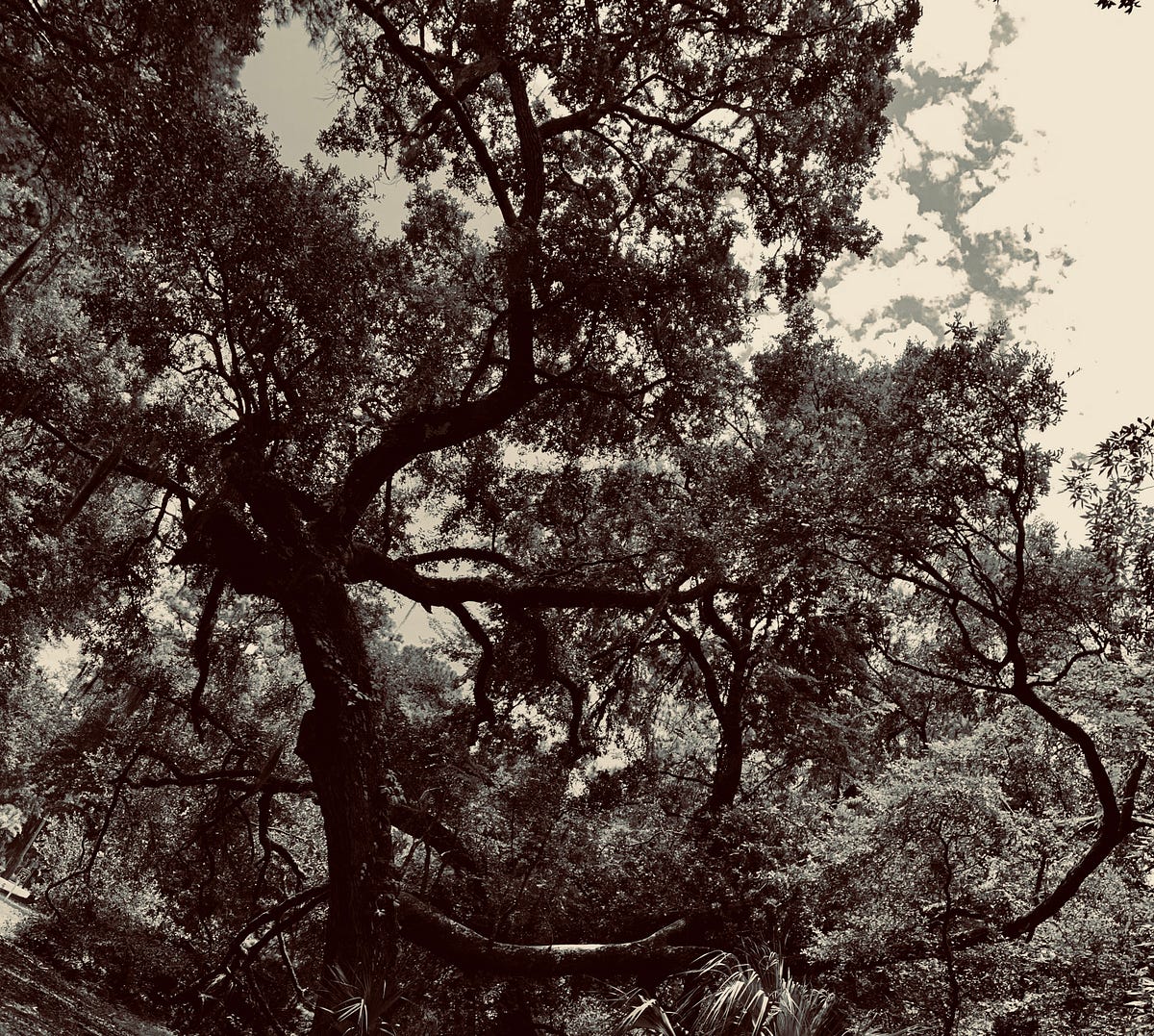 Sleeper Cells.. Words have made a mess of themselves, | by Simon | Medium