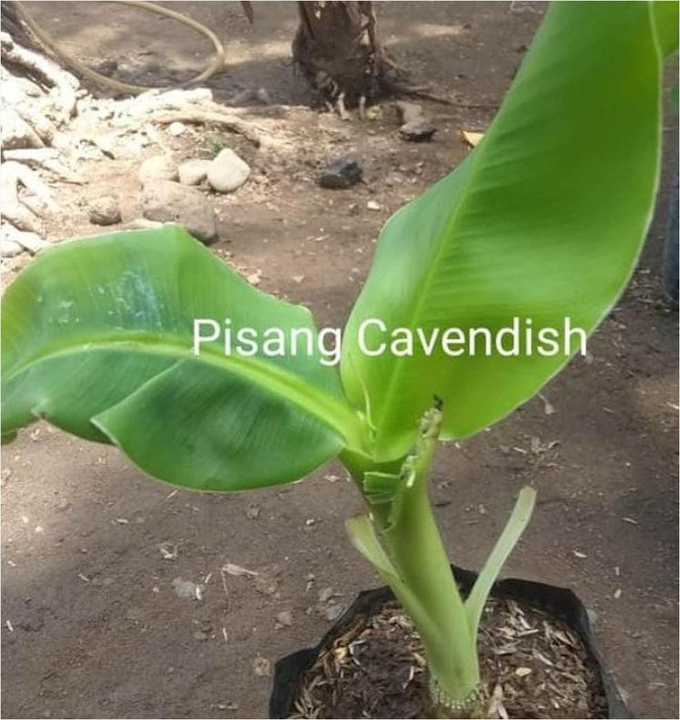 Bibit Buah Pisang Cavendish Kuning Mojokerto | by Agro Tani Berkarya | Medium