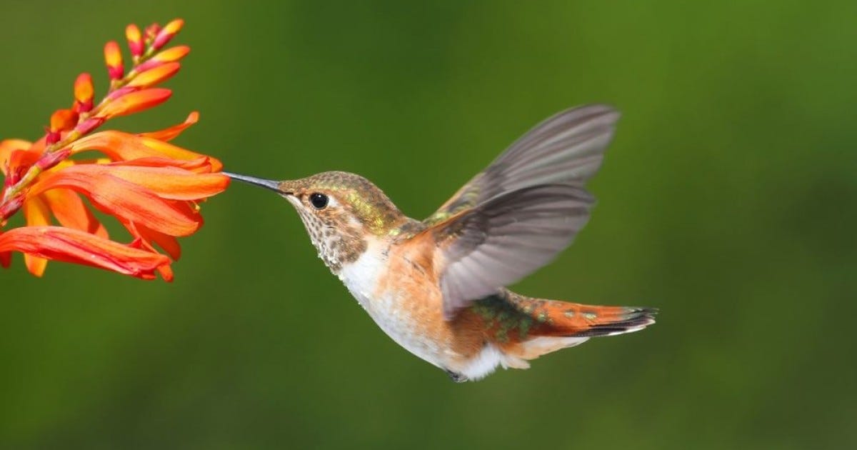 Microsoft’s HummingBird-ML: A library for accelerating inference with ...