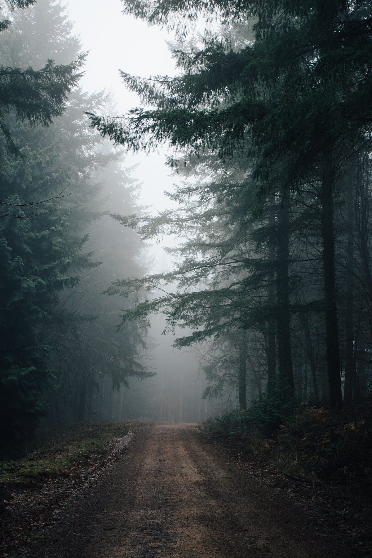 What’s Your Purpose?. Poem — “Purpose” | by Mu | Medium