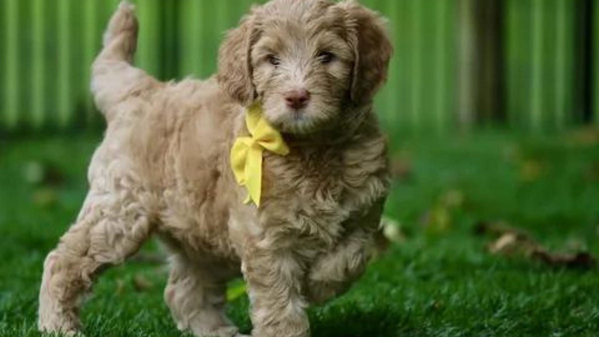 Caring for Your Labradoodle — Essential Tips for New Owners | by ...