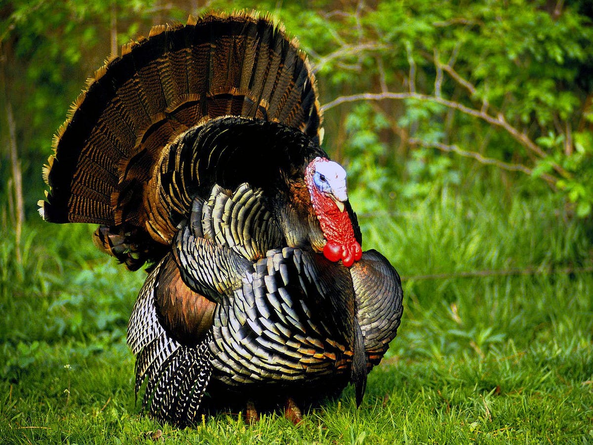 Thanksgiving isn’t Racist. You’re Bitter. | by Kevin Doney | Medium