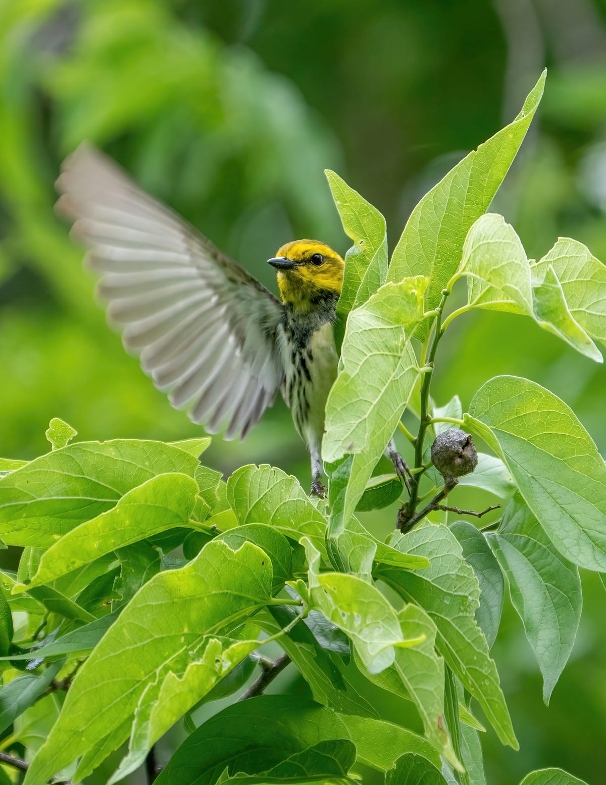 Black-throated Green Warbler : Do Not Covet | by Aaric Eisenstein - The ...