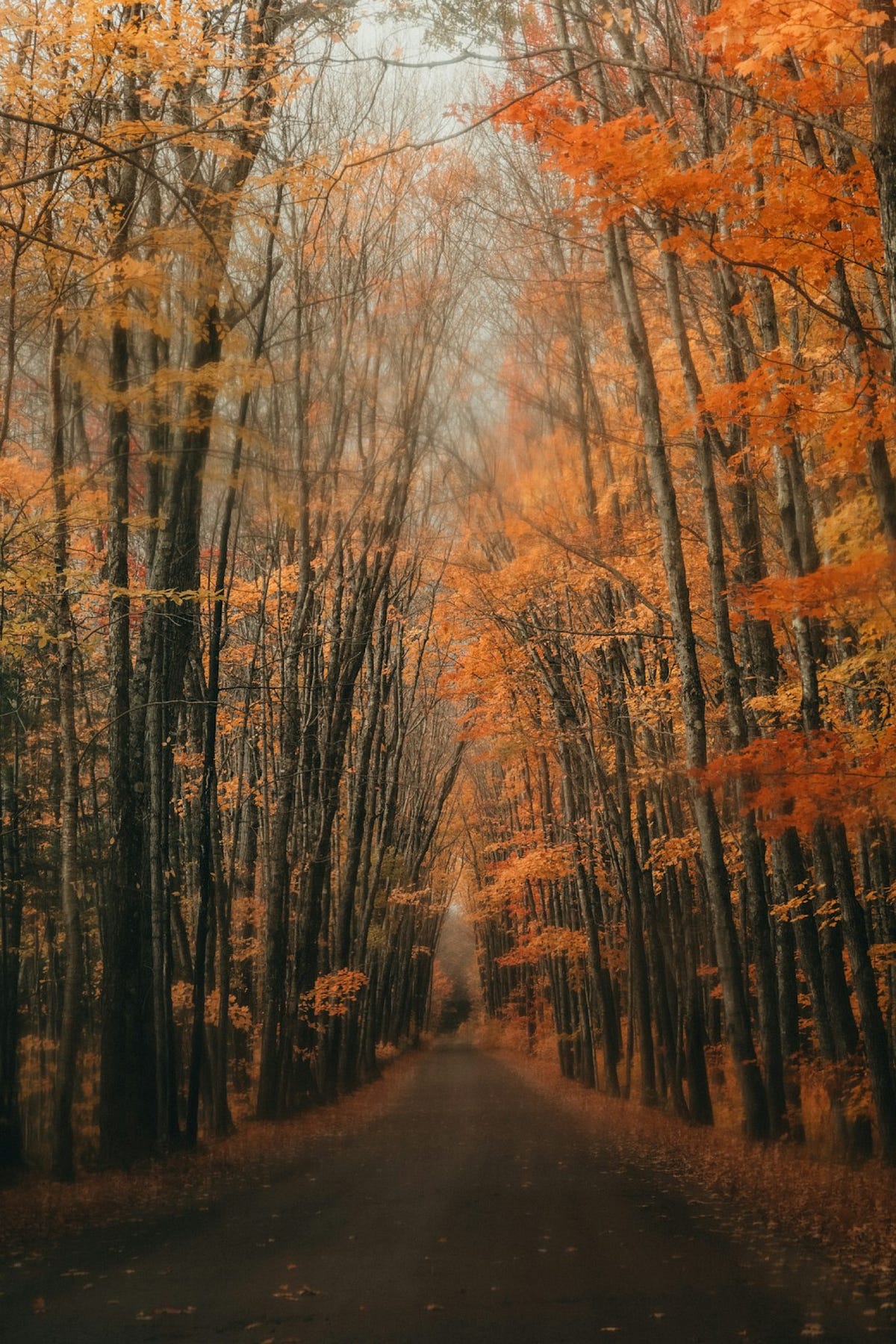 Even the Trees Embrace Loss Because They Know It’s Only a Season | by ...