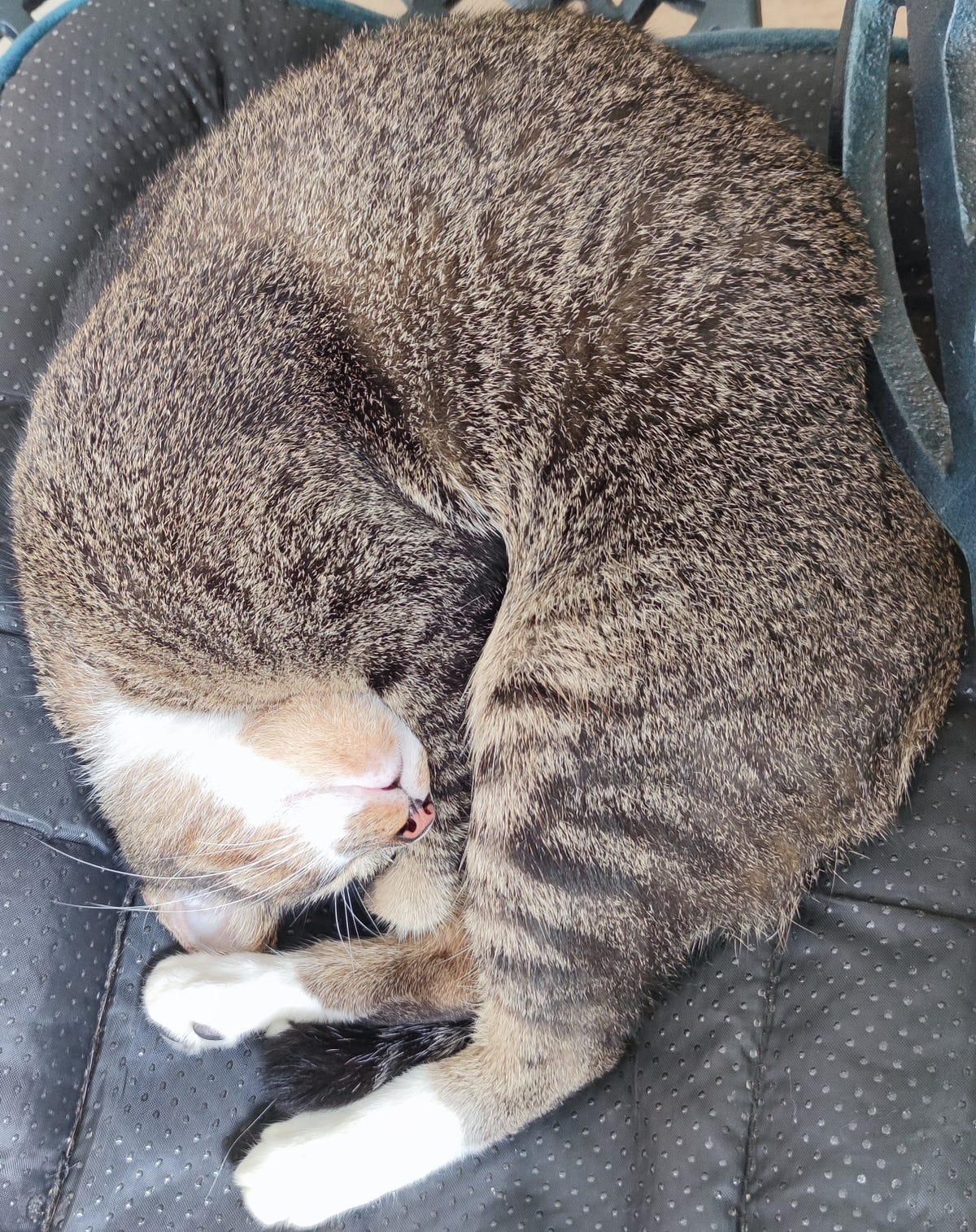 Furball: kitties - tzenlong goh - Medium