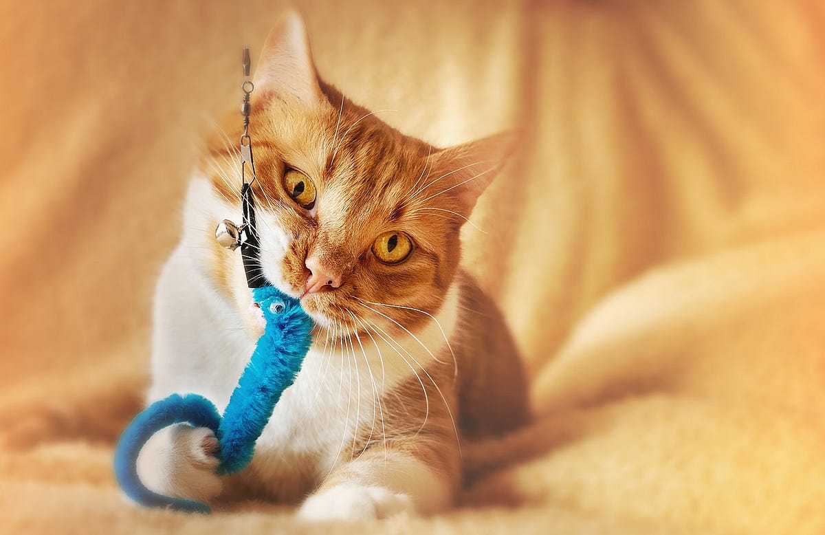 Why Is My Cat Acting Scared And How To Help Them Felinelifetip Medium why-is-my-cat-acting-scared-and-how-to-help-them-felinelifetip-medium