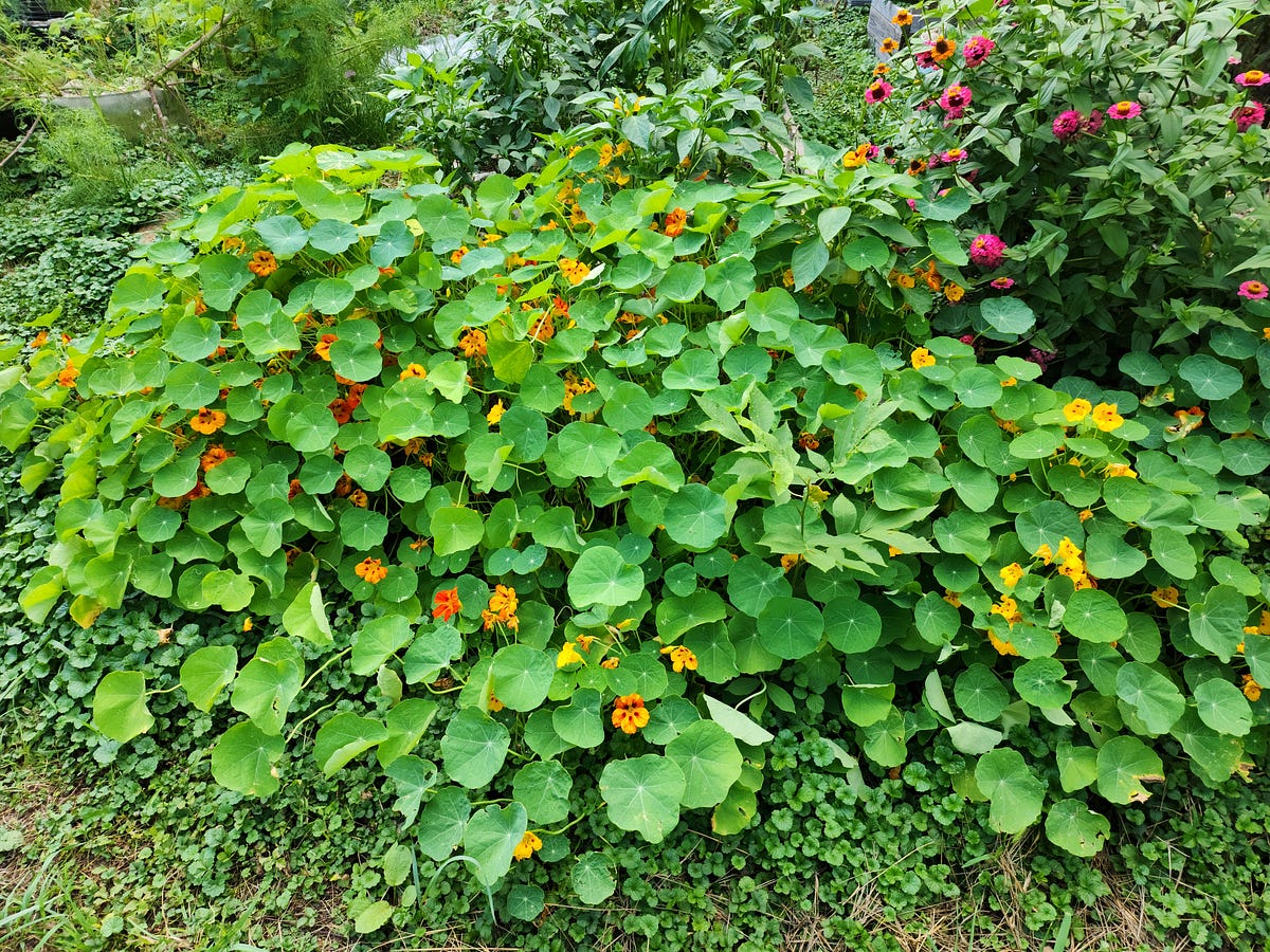 Exercise Caution When Planning Your Garden — Pt 3 | by eLPy | Medium