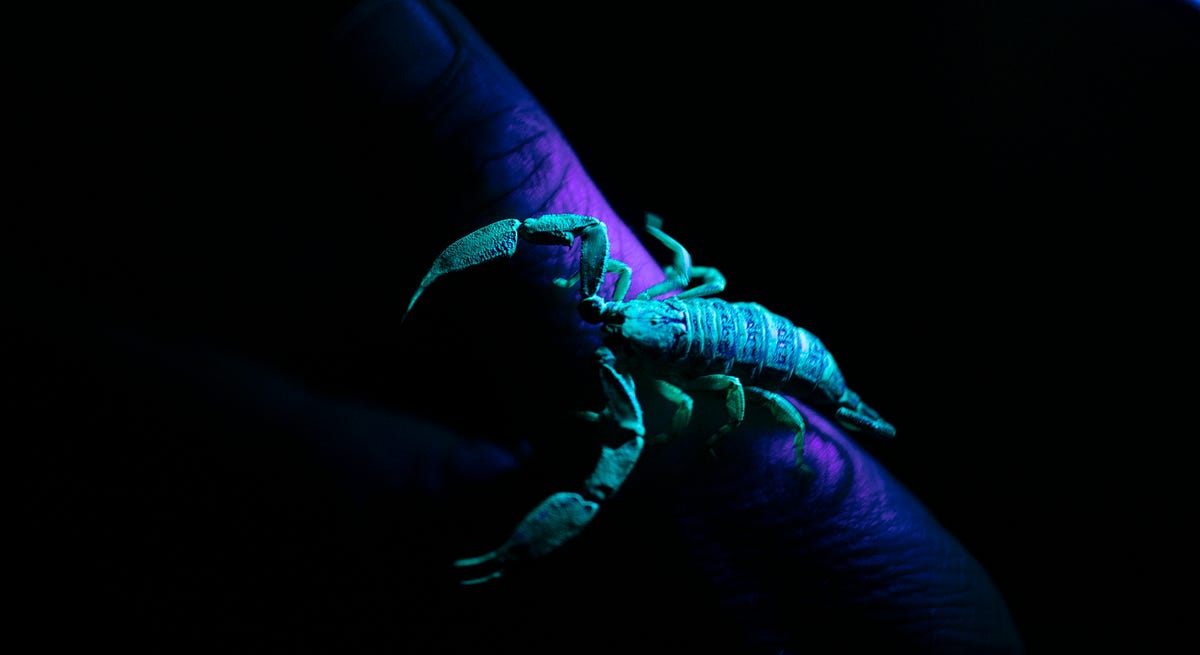 Venom: The New Miracle of Medicine | by Wilson da Silva | Curated ...