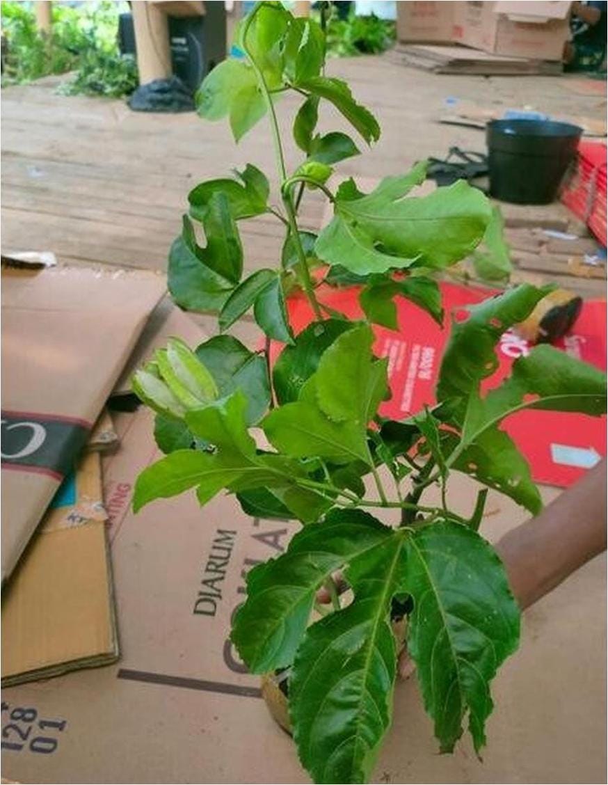 Bibit Markisa Ungu Virall Tanaman Buah Bojonegoro Terunggul | by faresta bibit | Medium