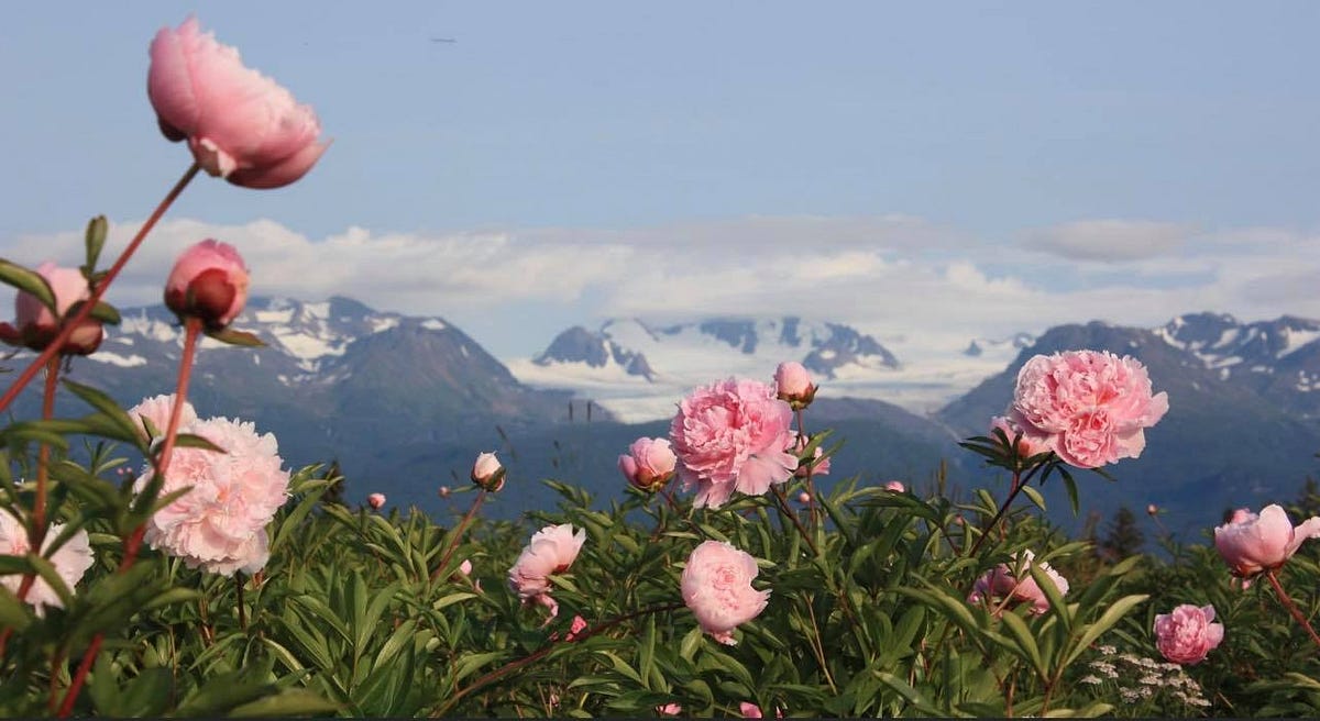 10 Free Things to Do in Homer Alaska at the 5th Annual Homer Peony ...