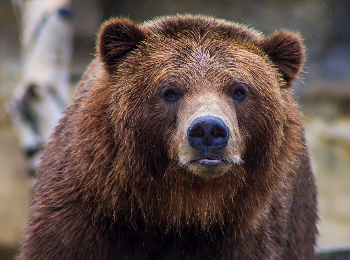 Smarter Than Your Average Bear. Why “functioning” is irrelevant… | by ...