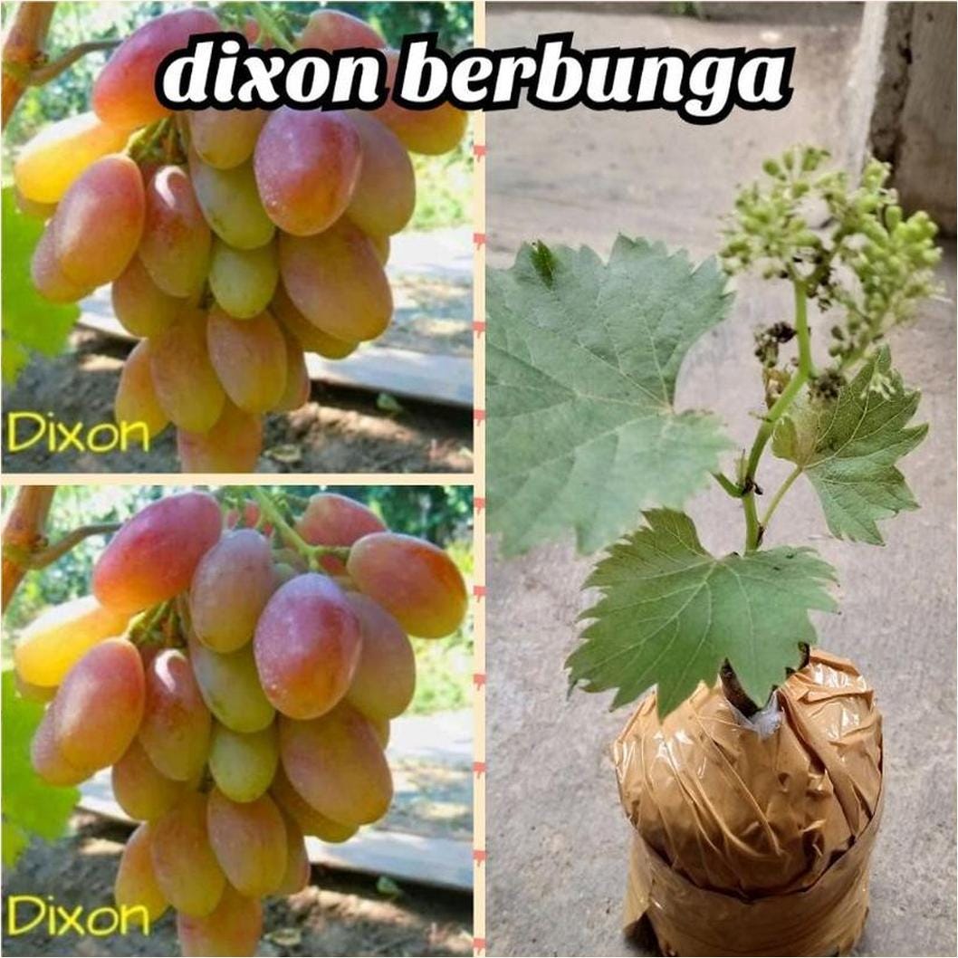 Bibit Anggur Berbunga Dixon Import Kota Malang Berkualitas | by Marlino ...
