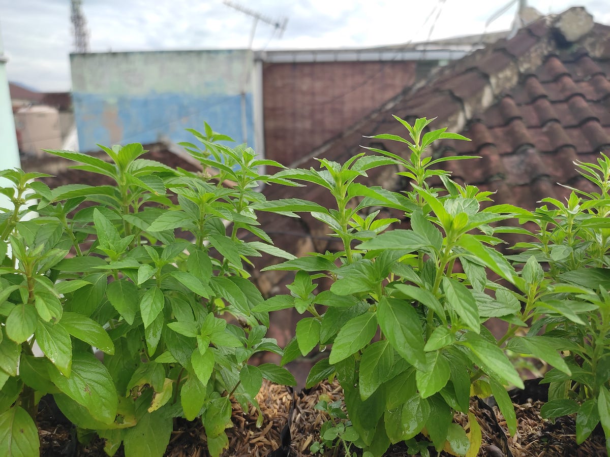 SPESIAL, WA 0813–5812–3335, Jual Tanaman Peppermint Segar | by jual ...