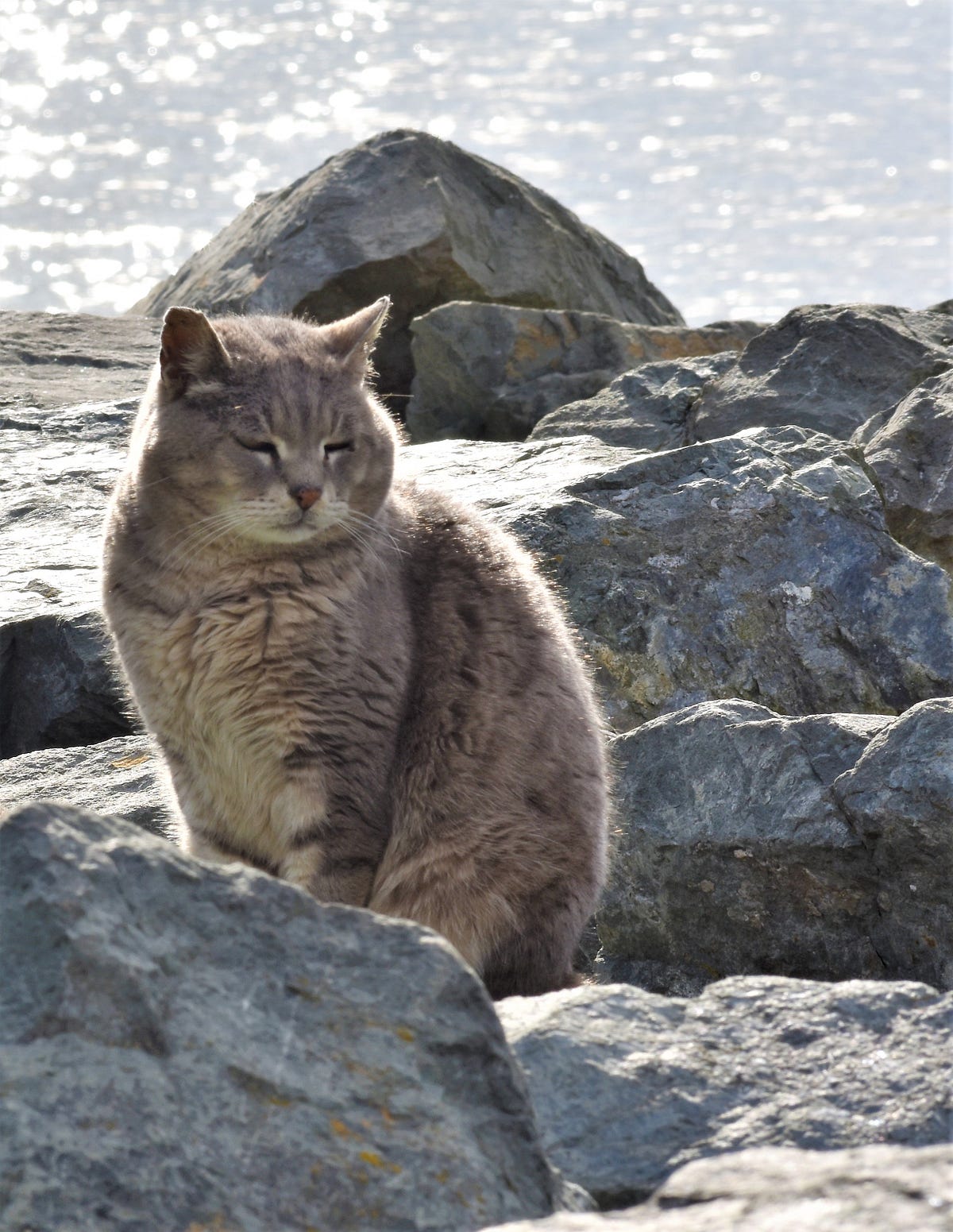 Three Women And A Cat. Surviving Covid-19 | by Stacy Johnson | Know Thyself, Heal Thyself | Medium