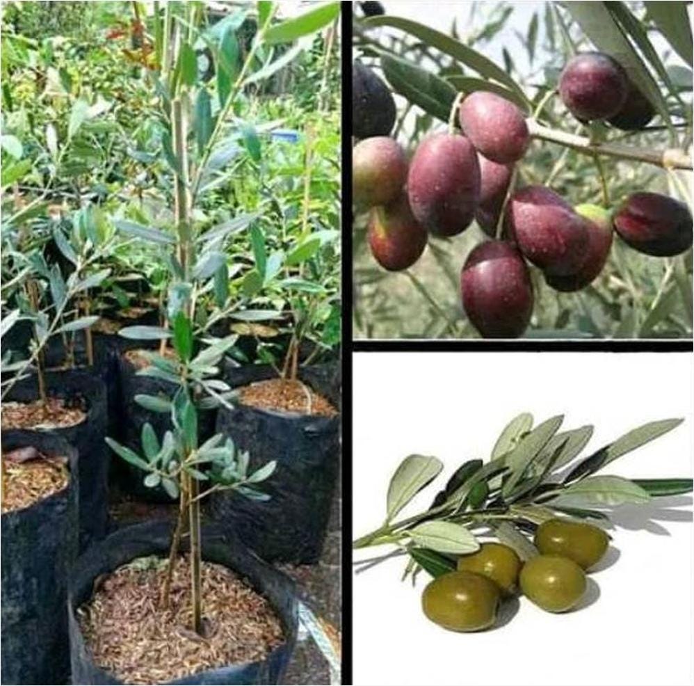 Bibit Zaitun Buah Garut Terbaik | by pradipa bibit | Medium