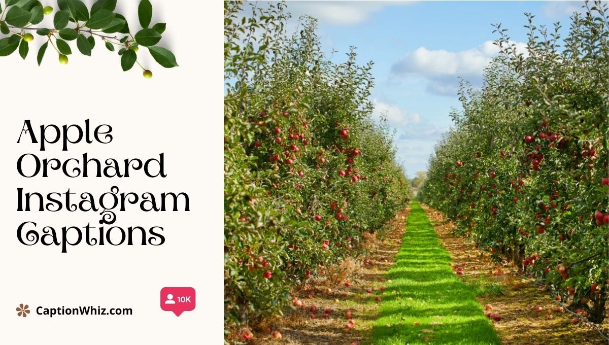 200+ Apple Orchard Instagram Captions to Sweeten Your Feed with Crisp ...