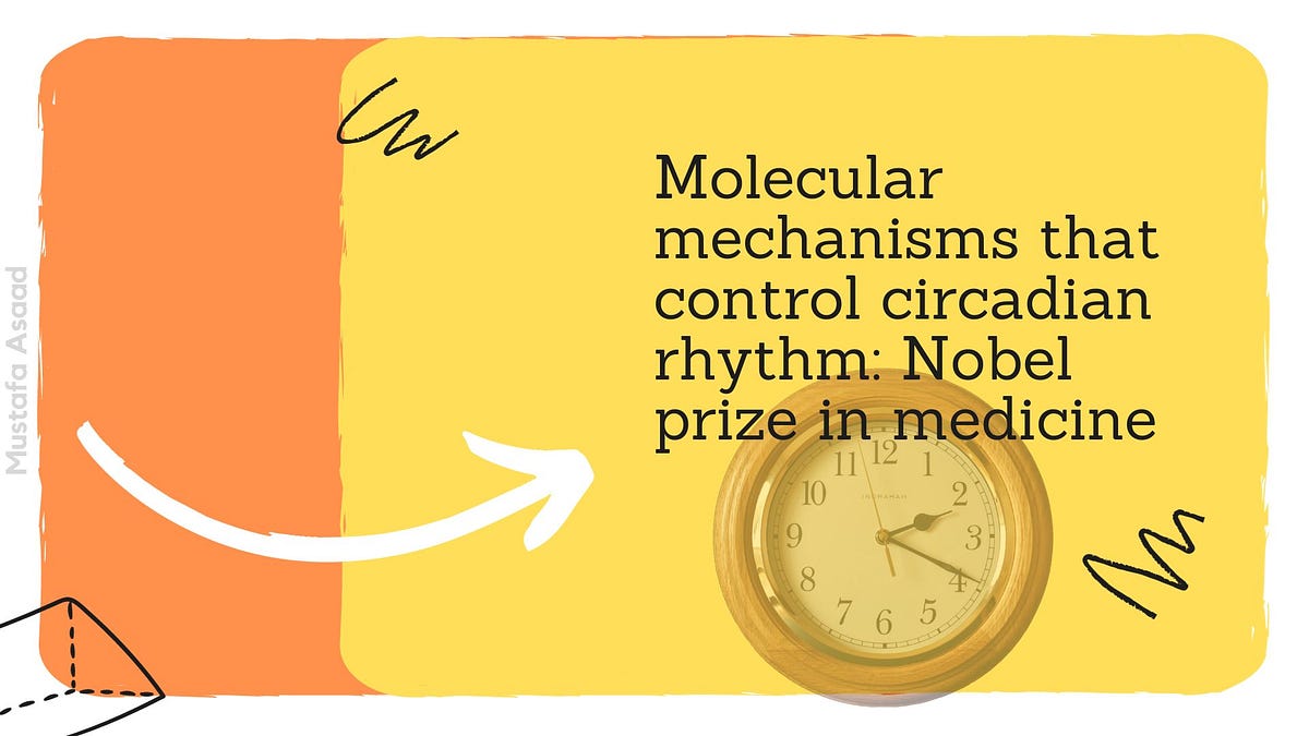 Molecular Mechanisms That Control Circadian Rhythm | by Mustafa Asaad ...