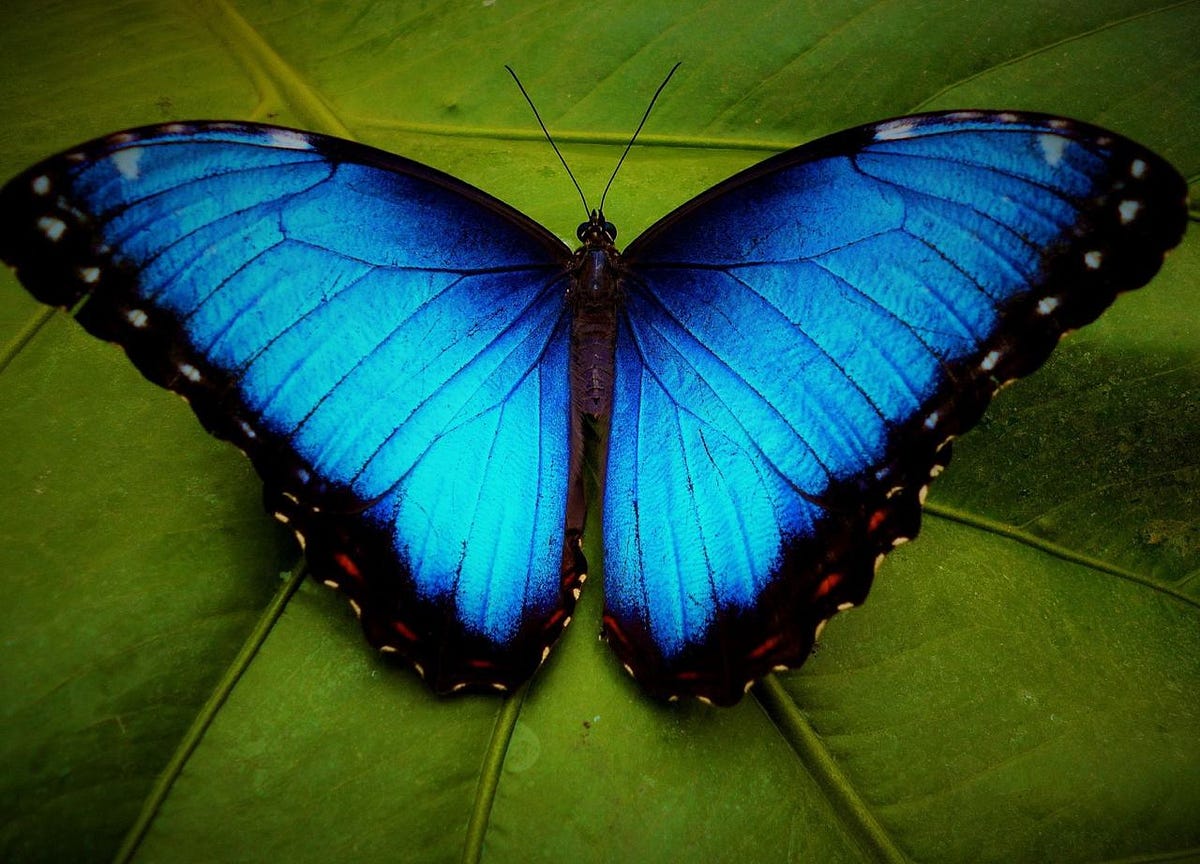 The Lesson of the Butterfly: Embracing Life’s Struggles | by Flori ...