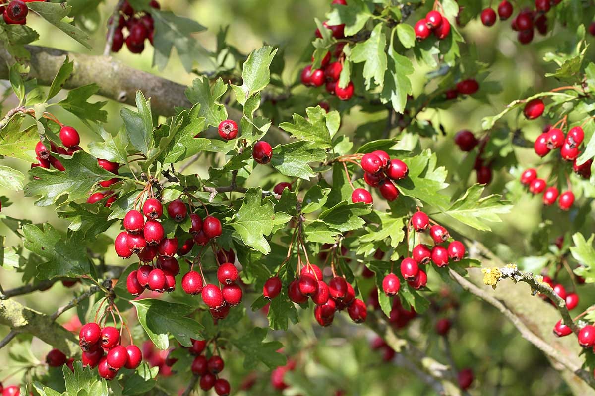 Apple Berries - Making Hawthorn Mush | by Food Finder | Medium
