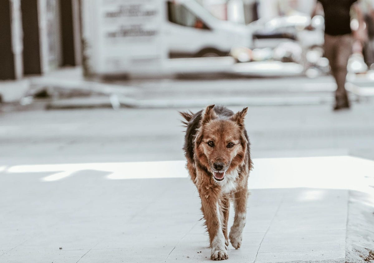 The dusty road bark. Fiction poem | by A Shayens Abran | Medium | Medium