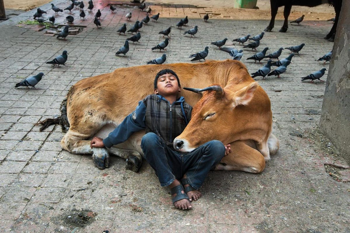 Calling Human an Animal is an Insult? | by Chitra | Write A Catalyst ...