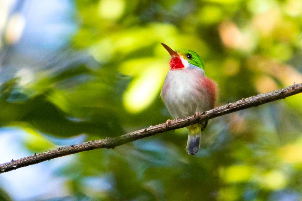 “Cute Avians: Adorable Birds You’ve Never Seen Part-3” | by Aaran ...