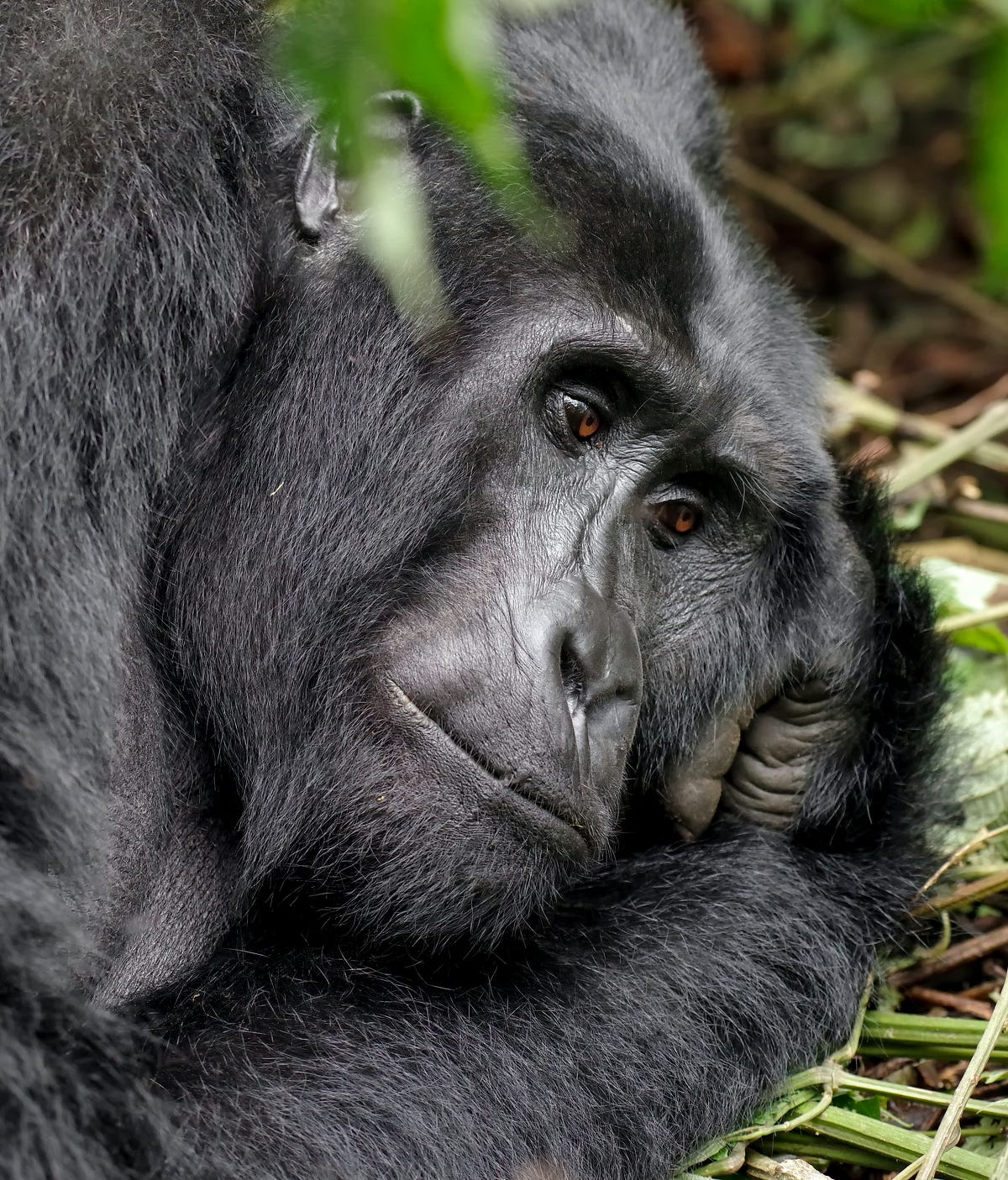 2 Days Gorilla Trekking To Mgahinga Park From Kampala | by KITANO TOURS ...