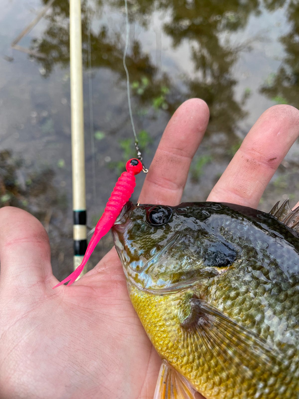 The Importance of Realistic Movements in Fishing Baits | by Cncbaits ...