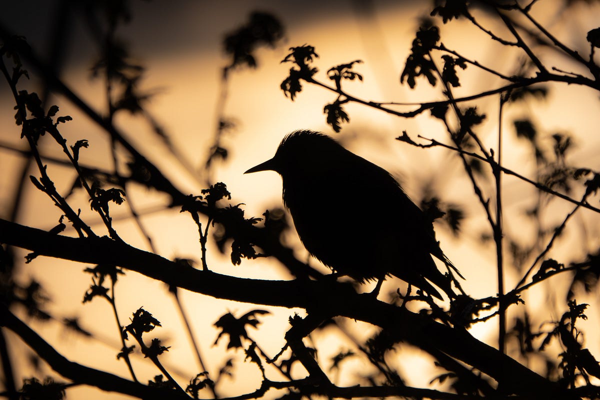 how to become a birdwatcher. Harry Sadler recalls how a childhood… | by ...