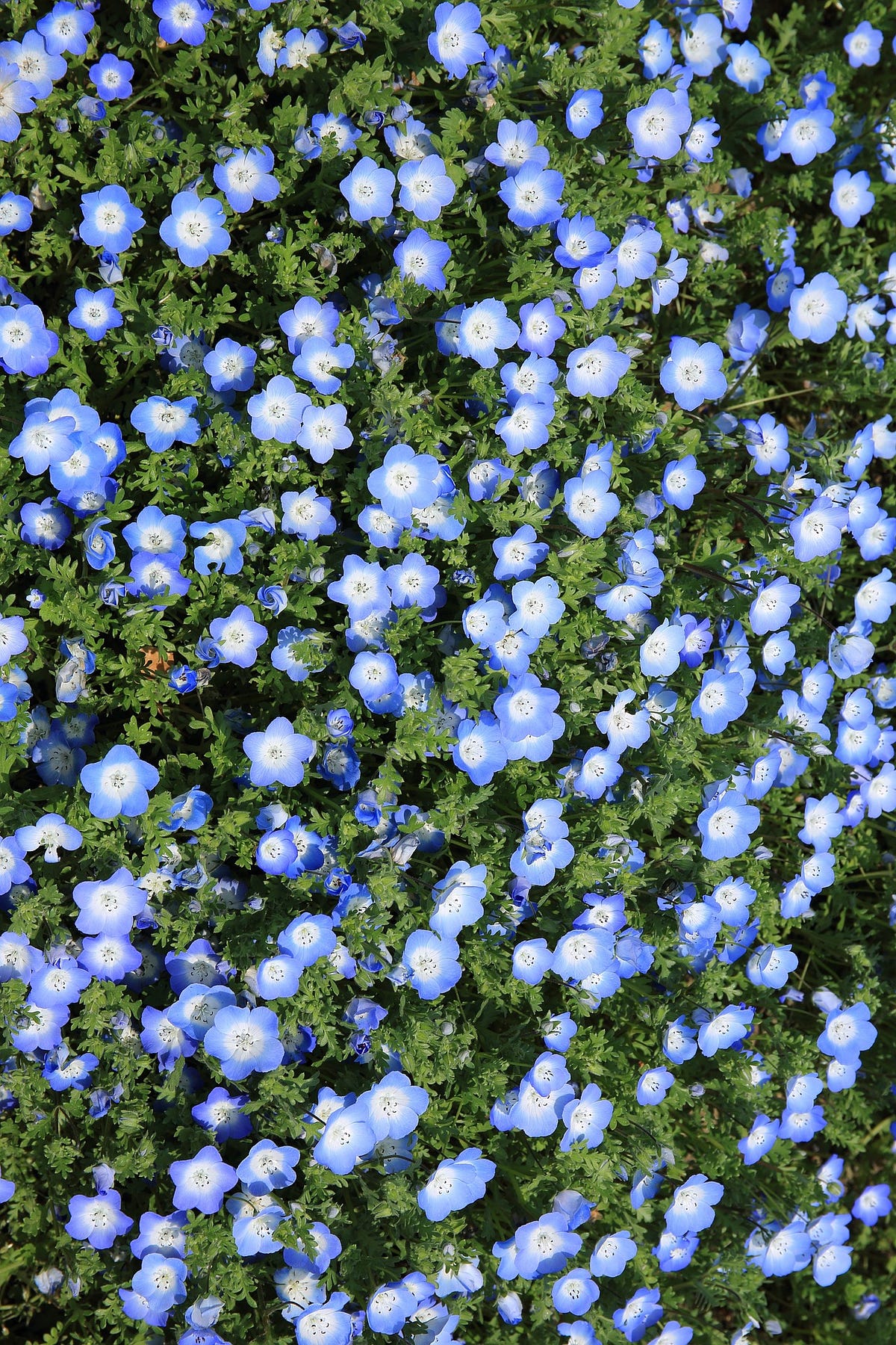 Forget-Me-Not. I quicken my pace and cross over the… | by Catherine ...