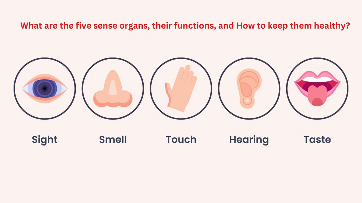 What are the five sense organs, their functions, and How to keep them ...