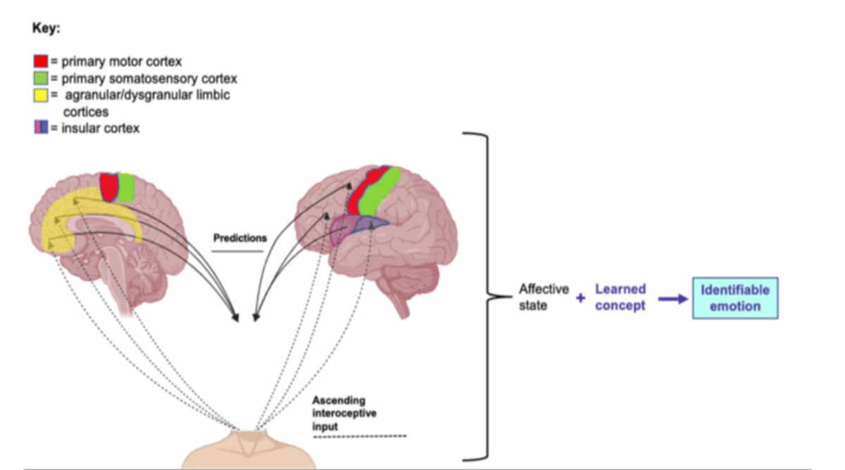 Your Emotions Are Not Hardwired; To Expand Your Emotional Gamut, Learn ...