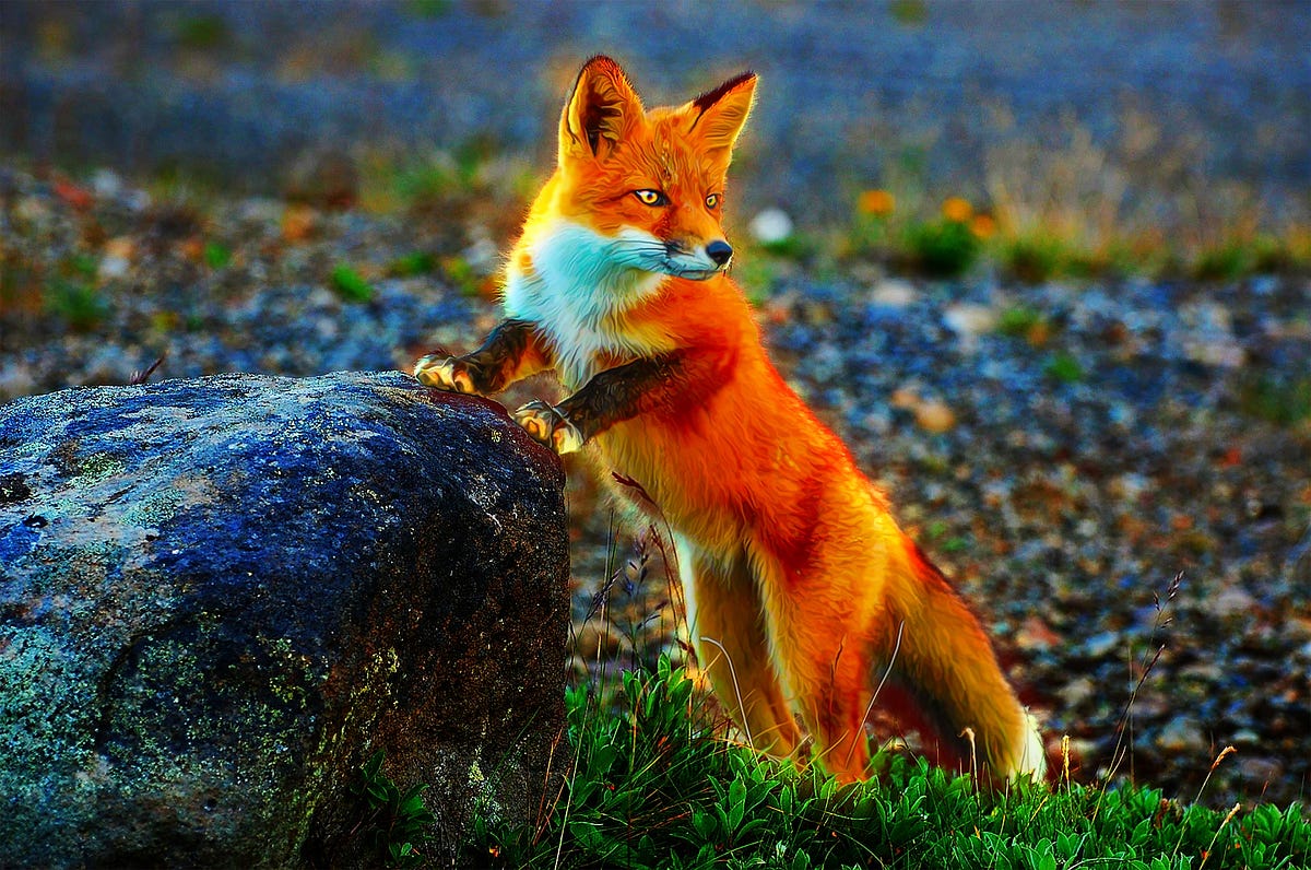 Our Little Foxes. Rescuing wildlife is…wild. | by Sherry McGuinn | The ...