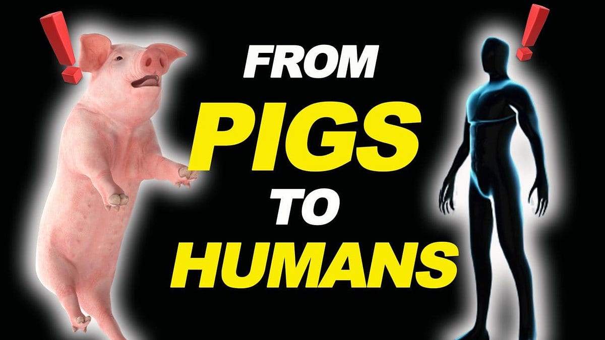 Genetically Modified Pigs for Human Transplant Factory & the Role of ...