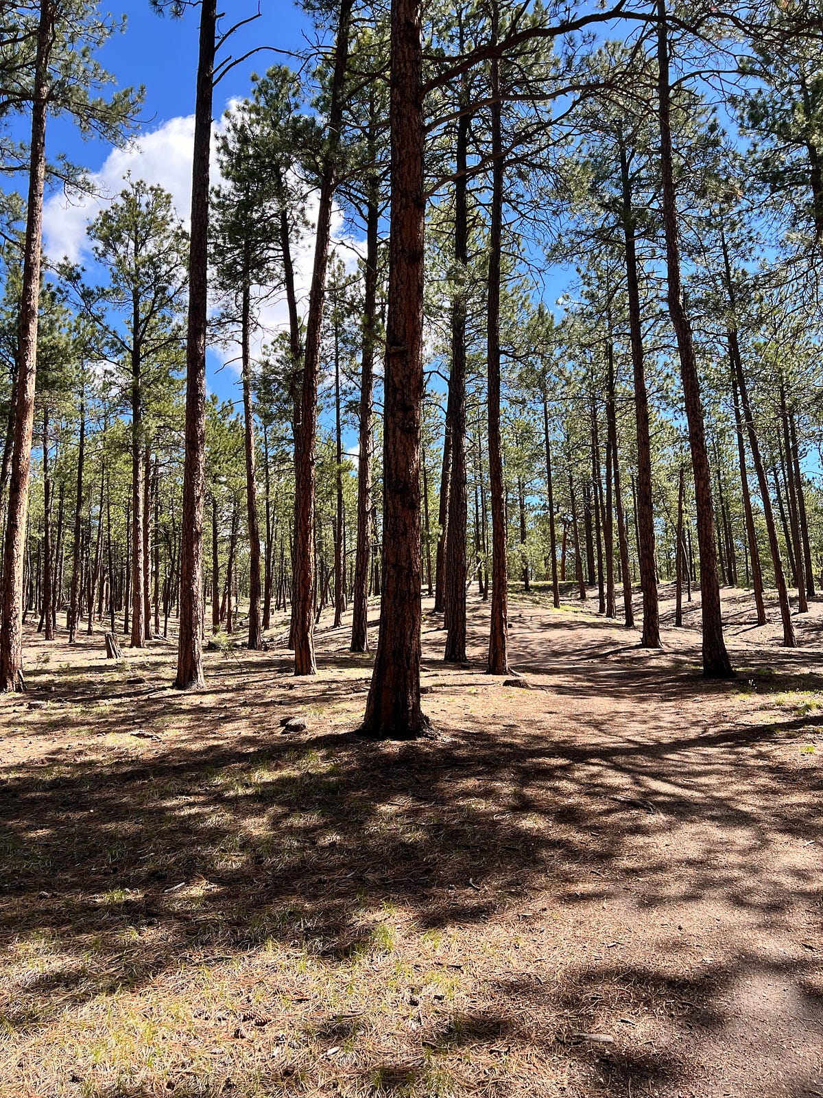 The Virtues of Walking | by Benjamin Cook | Jun, 2024 | Medium