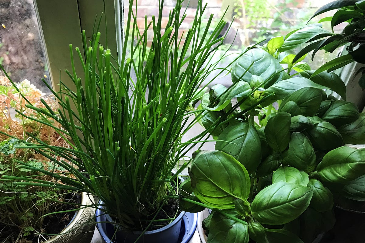 Herb Garden on My Window Sill. Well, a few pots, anyway … | by Susan ...