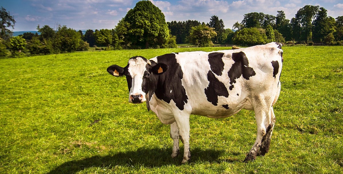The Cow and the Mosquito. And their diabolical plan! | by White Feather ...