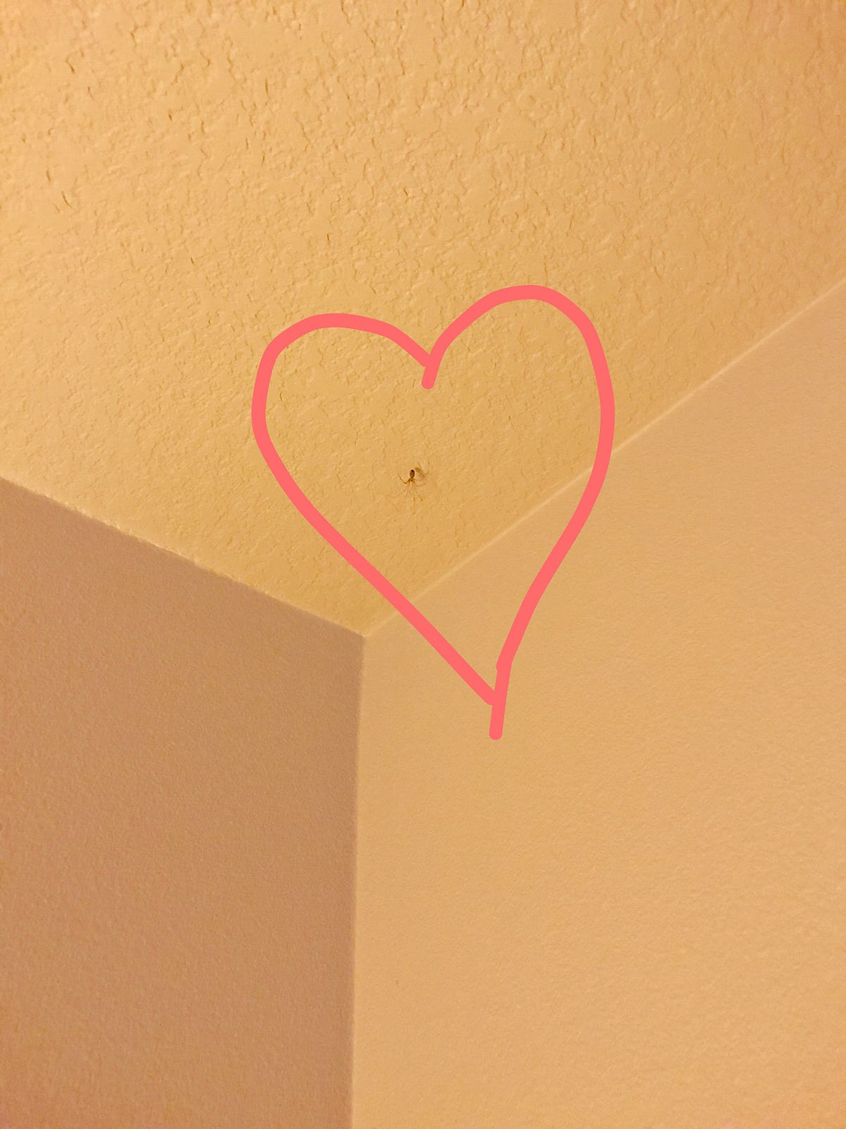 My Roommate Is A Spider. Shaquesha lives a few feet from my bed… | by ...