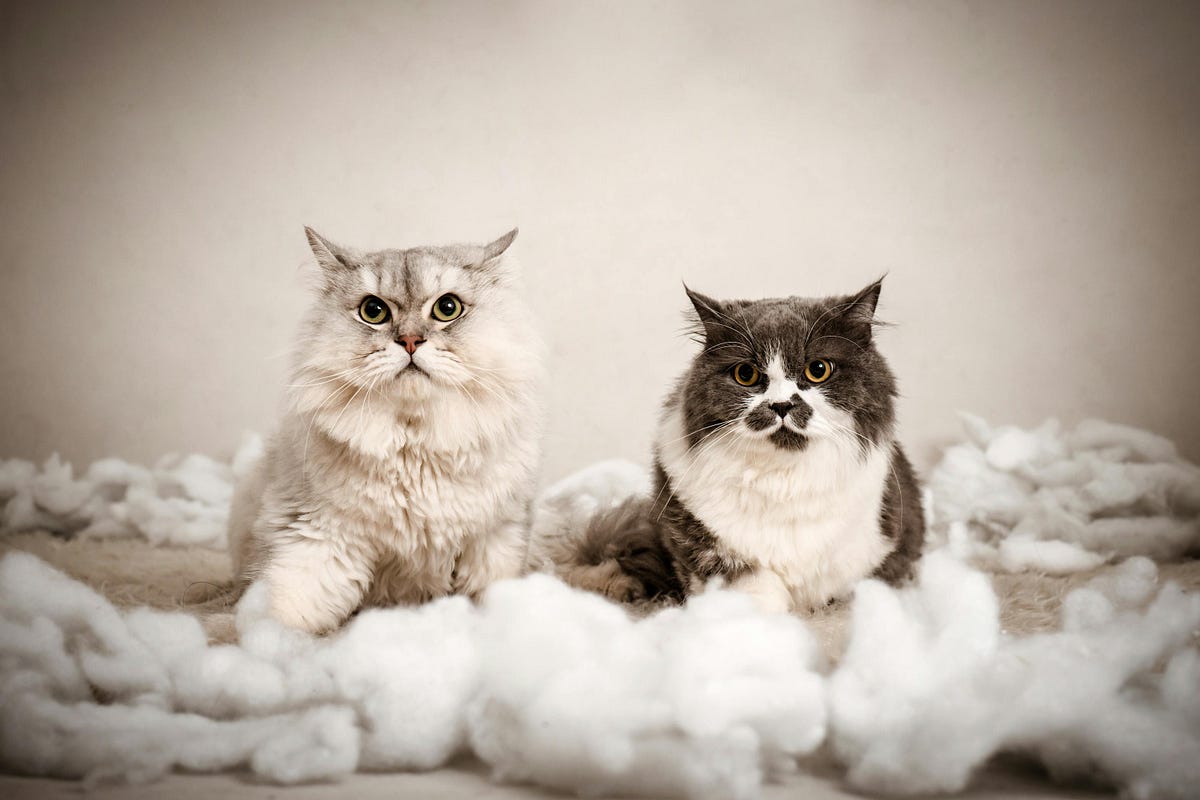 Sokoke Cat Colors: Exploring the Spectacular Palette of Nature’s ...